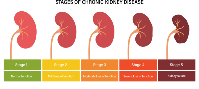Prediction of Chronic Kidney Disease Using Machine Learning Algorithms ...