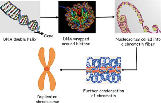 A Comparative Study of Machine Learning Algorithms for DNA Sequence ...