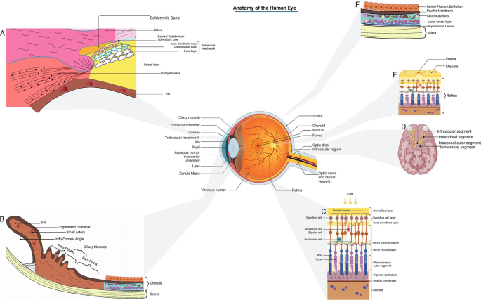 Eye: Anatomy, Physiology, and Disease | SpringerLink