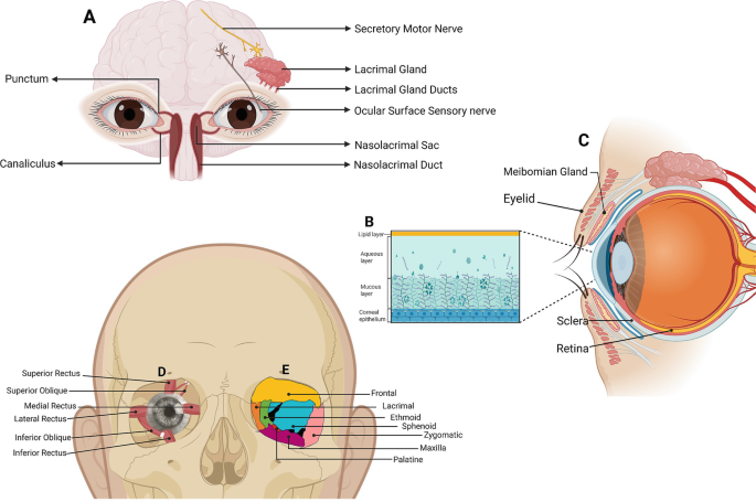 Eye: Anatomy, Physiology, and Disease | SpringerLink