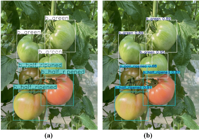 Monitoring Tomato Growth Stage and Harvest Interval Prediction Using ...
