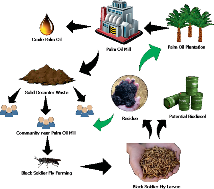 Designing the Circular Economy for Bioconversion of Solid Decanter Palm ...