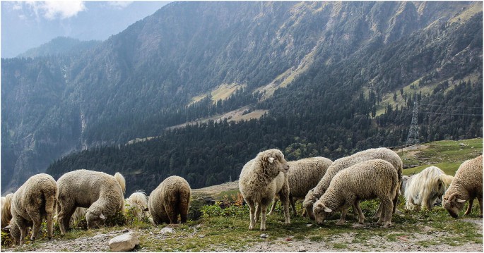 Salient Features of Small Ruminant Migratory Farming System | SpringerLink