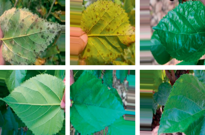 Explainable AI-Based Approach for Mulberry Leaf Disease Detection ...