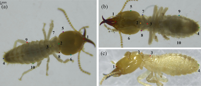 A Termite Morphometric System Based on Qt and HRNet | SpringerLink
