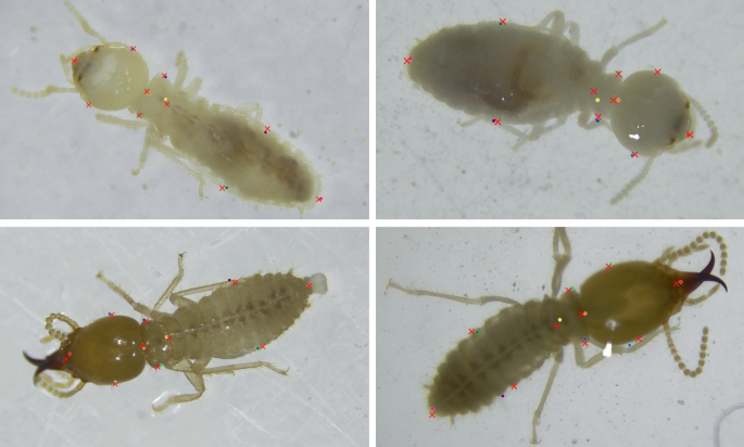 A Termite Morphometric System Based on Qt and HRNet | SpringerLink