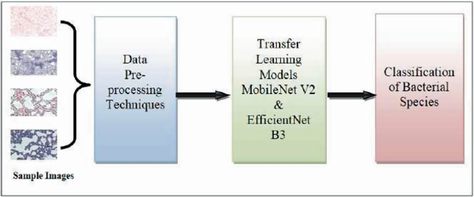 A Deep Learning-Based Approach to Microscopic Bacterial Species Classification | SpringerLink