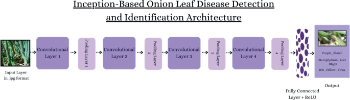 Onion Crop Disease Identification Using Deep Learning Models: A Machine ...