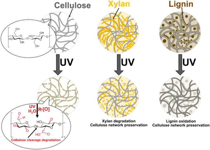 Lignin in UV Aging Resistance | Springer Nature Link