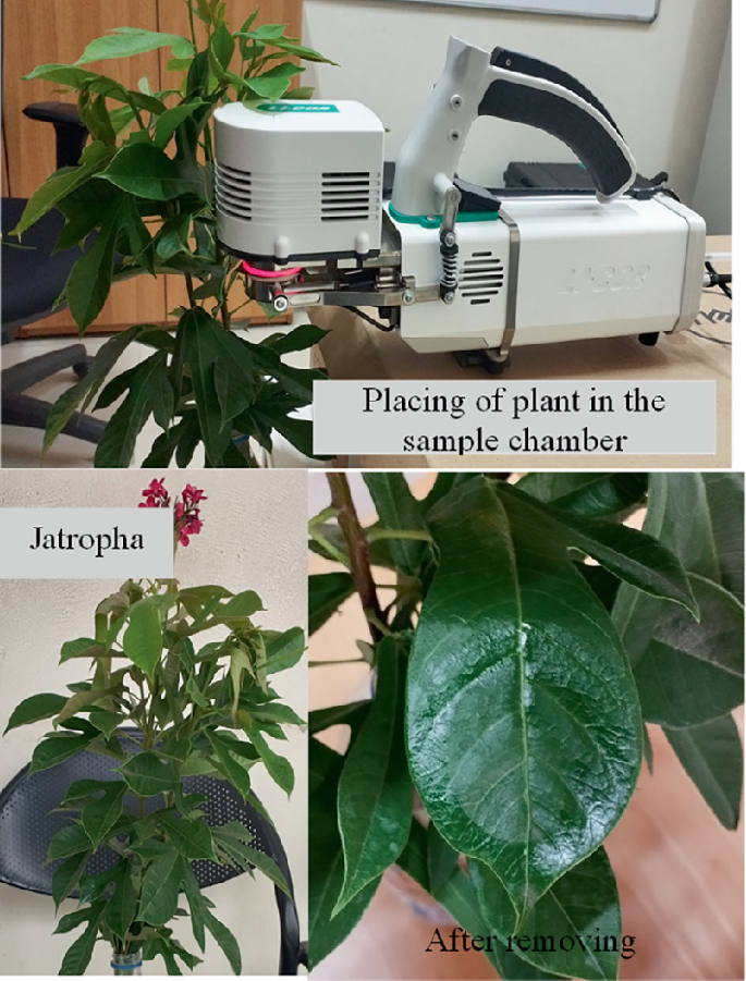Selection of Suitable Plant for Bioengineering Applications | Springer ...