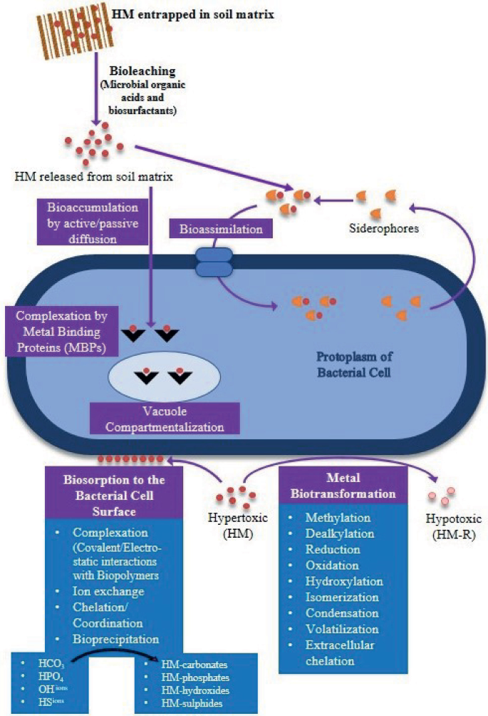Heavy Metal Removal by Bacteria: Mechanism and Challenges | Springer ...