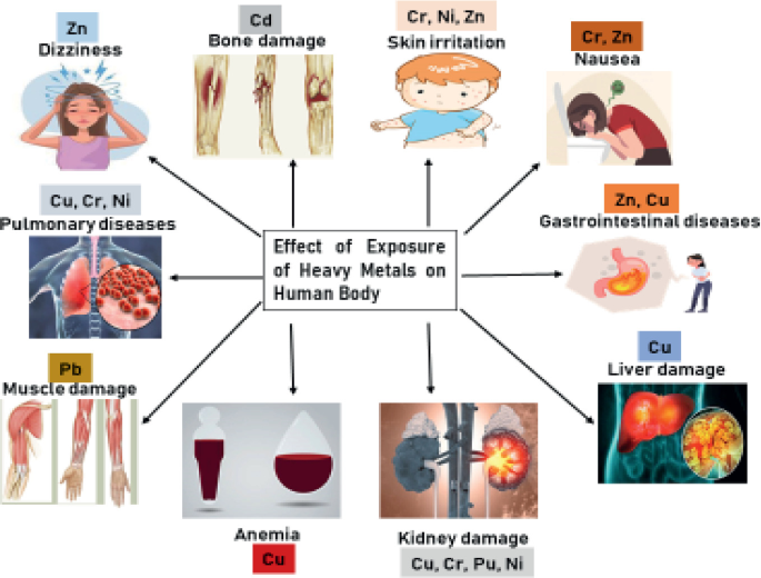 Health Impacts of Heavy Metal Exposure: Toxicity Mechanisms and Public ...