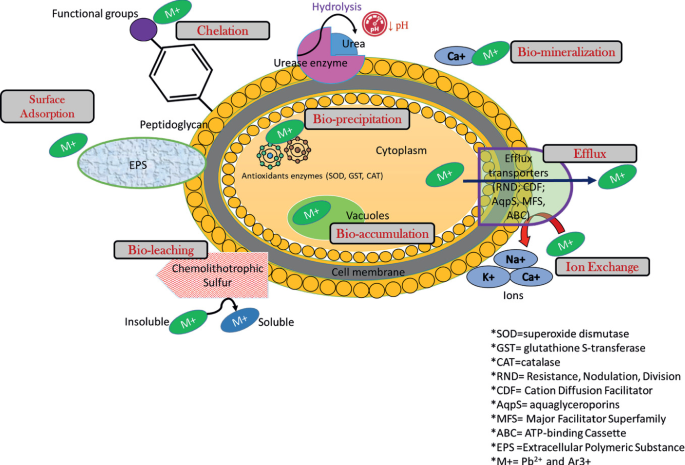 Heavy Metal Resistant Bacteria for Bioremediation of Toxic Heavy Metals ...