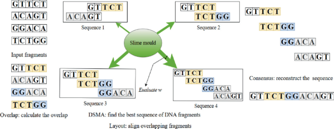 Efficient DNA Fragment Assembly Based on Discrete Slime Mould Algorithm | SpringerLink