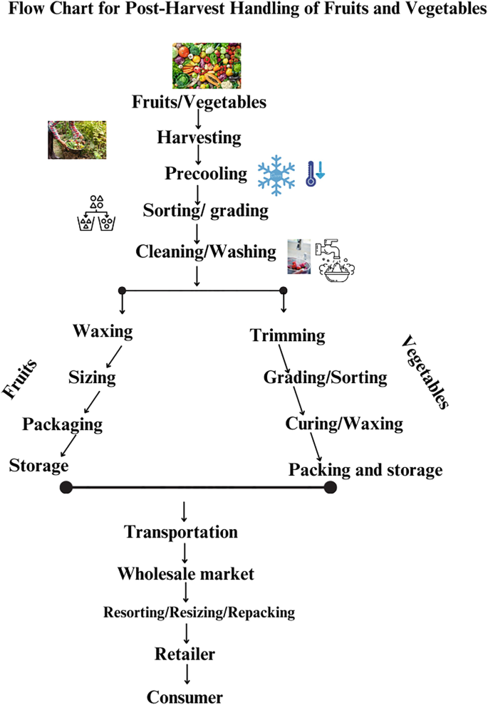 Postharvest Handling, Packaging and Storage of Fruits and Vegetables ...