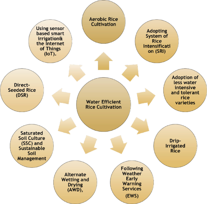 Efficient Water Management to Enhance Rice Crop Productivity and Farm ...