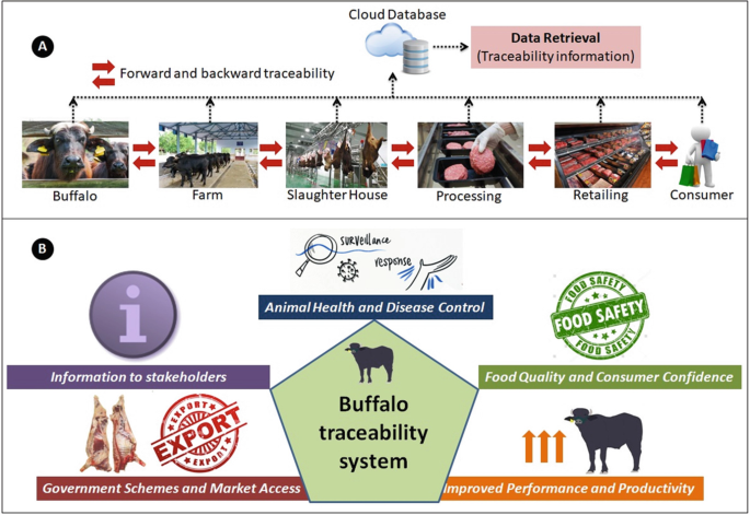 Livestock Traceability: A Crucial Component for Enhancing Buffalo Meat Quality and Global Market ...