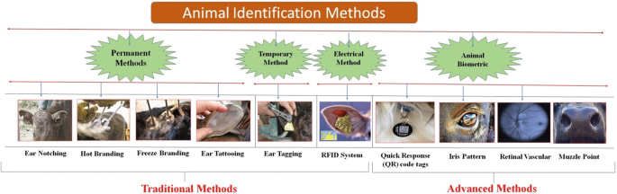 Livestock Traceability: A Crucial Component for Enhancing Buffalo Meat ...