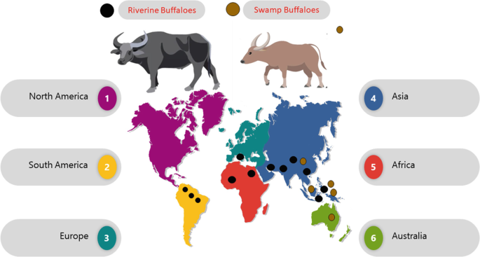 Buffalo Breeds and Breeding Policies for Enhanced Meat Production: A ...