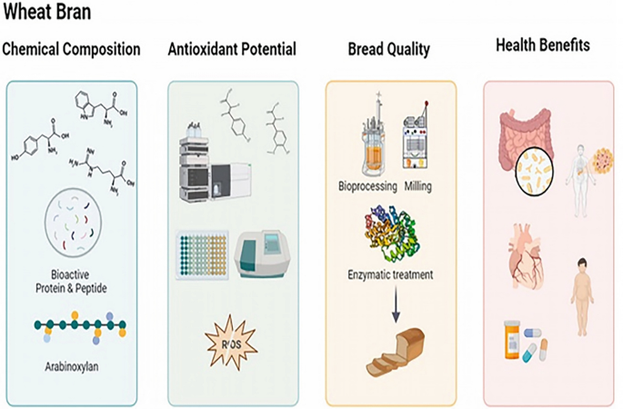 Oats and Wheat Bran as Functional Food and Nutraceuticals | Springer ...