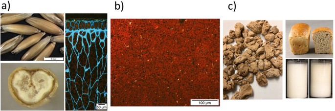 Oats and Wheat Bran as Functional Food and Nutraceuticals | Springer ...
