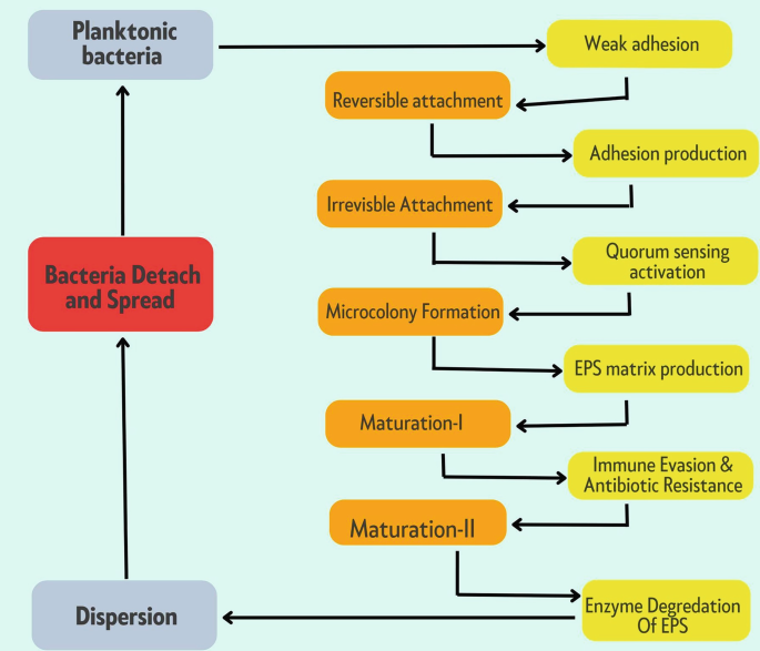 Ulcers Associated with Bacterial Biofilms | Springer Nature Link