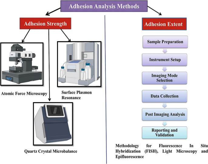 Effective Methods of Bacterial Biofilm Measurements | SpringerLink