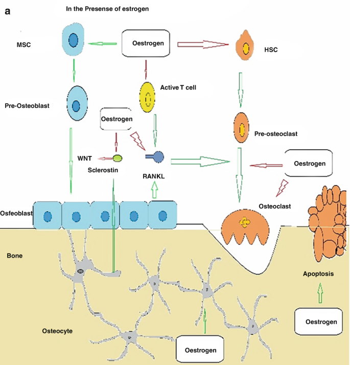 Osteoporosis and Vertebral Compression Fracture | Springer Nature Link