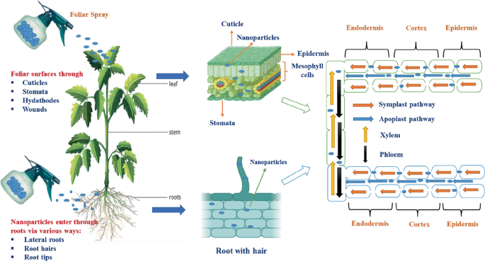 Specific Physiological and Molecular Response of Nanoparticle Exposure ...