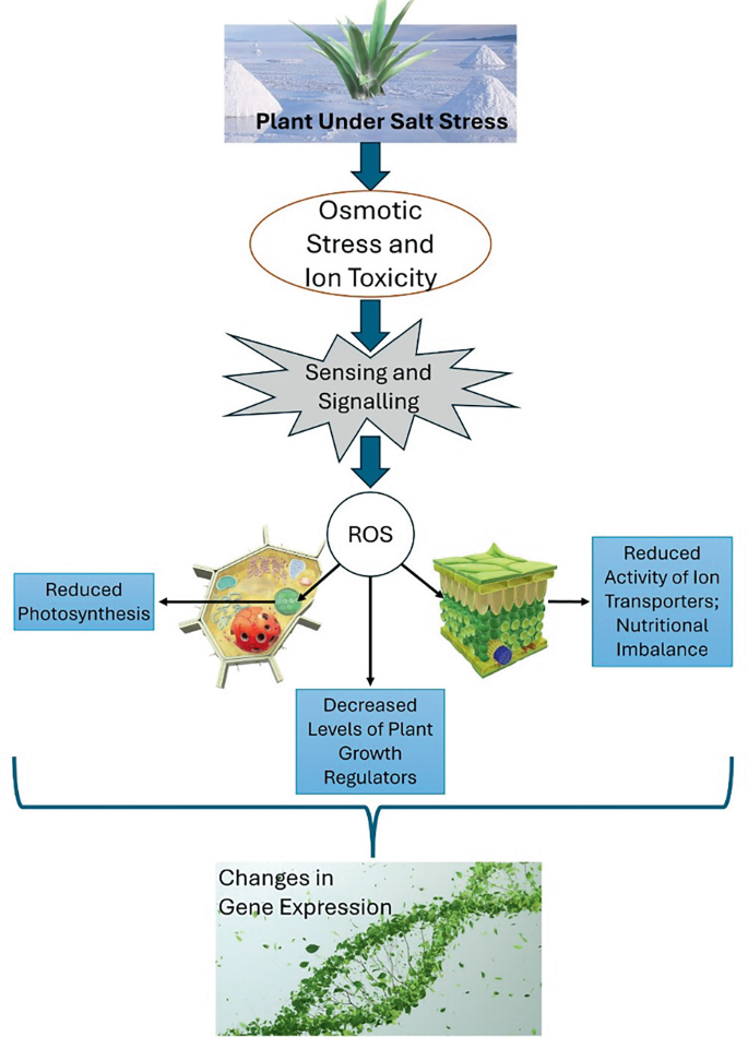 Role of Metal and Metal-Oxide Nanoparticles in Agricultural Crop ...