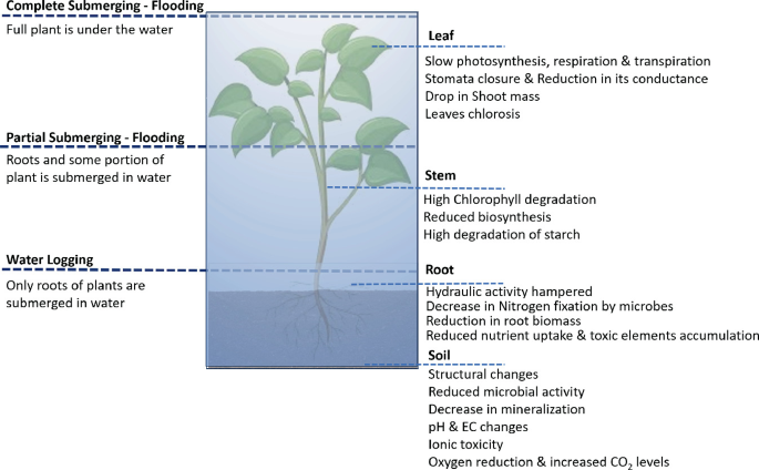 Role of Metal and Metal-Oxide Nanoparticles in Agricultural Crop ...