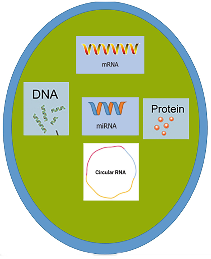 Circular RNA in Exosomes and Its Clinical Significance | SpringerLink