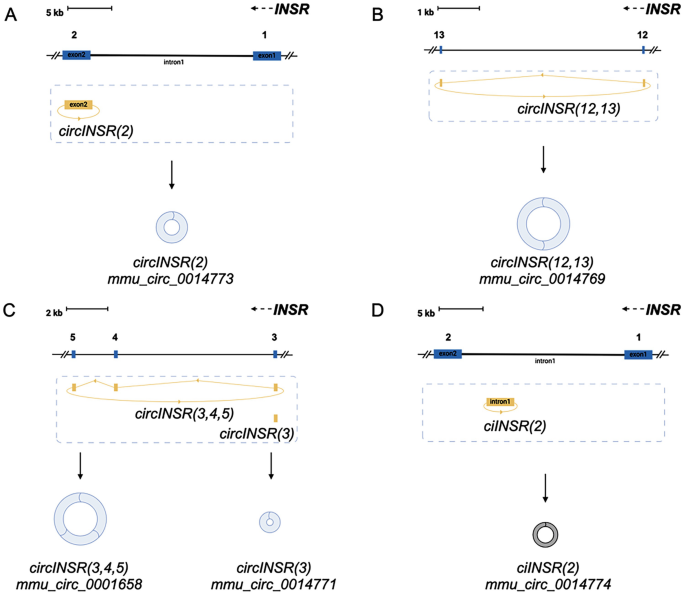 Guidelines for the Naming of Circular RNAs | SpringerLink