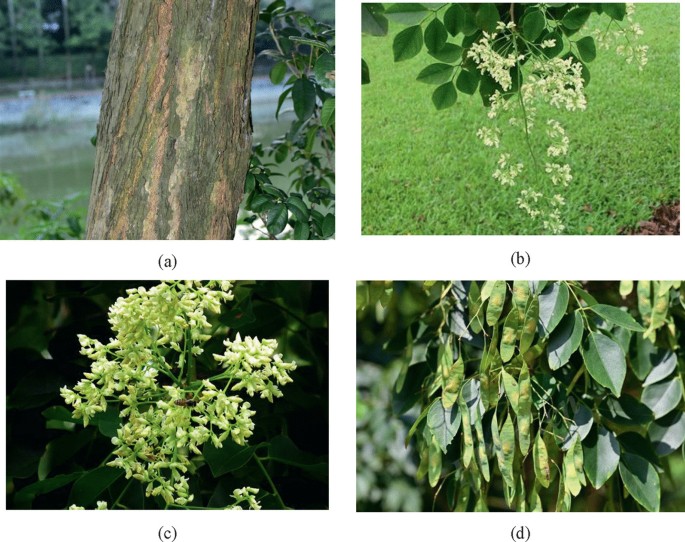 Cultivation Prospects of Dalbergia cochinchinensis Pierre in China ...