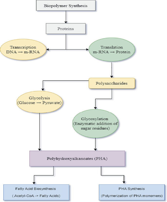 Microbial Biopolymer: Exploring the Role of Microbes in Polymer ...