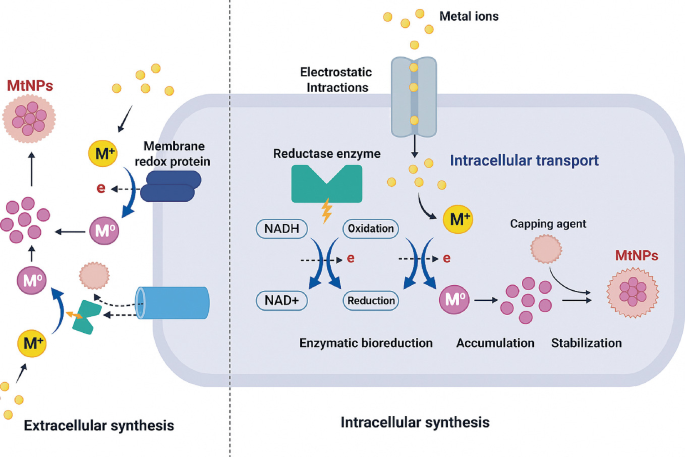 Methods for Biopolymer-Mediated Metal Nanoparticle Synthesis and Their ...