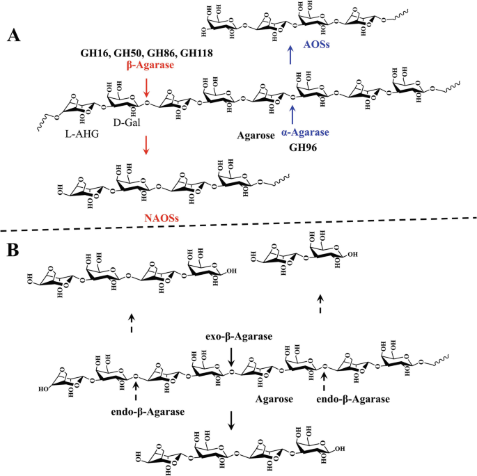 Agarase | SpringerLink