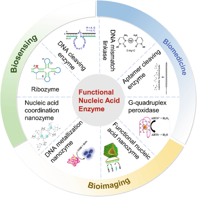 Functional Nucleic Acid Enzyme | SpringerLink