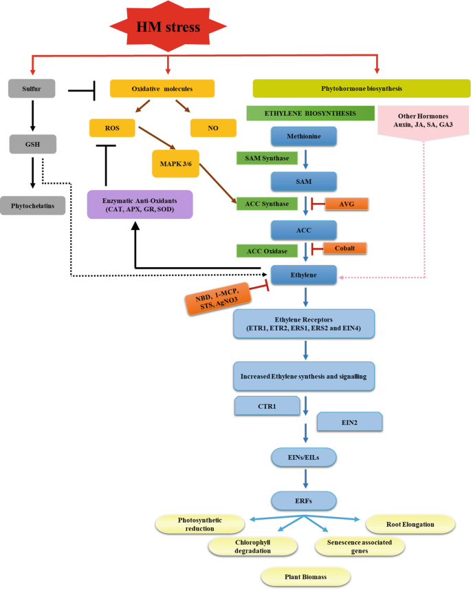 Ethylene-Mediated Regulation of Plant Biology Under Heavy Metal Stress ...