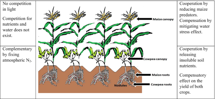 Agroecological Intensification of Legume-Cereal Intercropping Systems ...