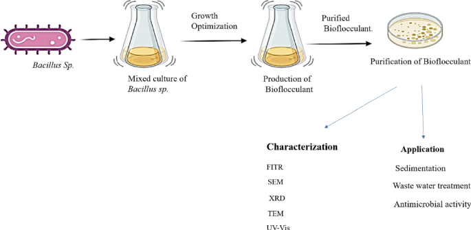 Production, Extraction, and Characterization of Bacteria-Based ...