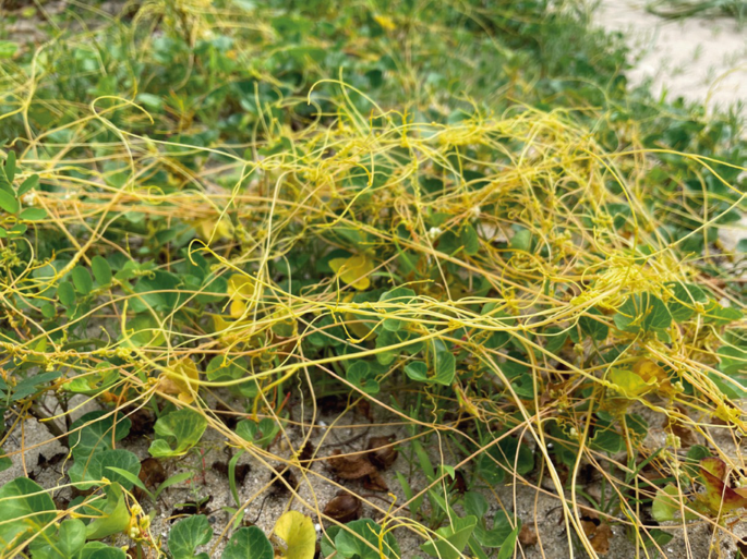 Parasitism in Plants | Springer Nature Link (formerly SpringerLink)