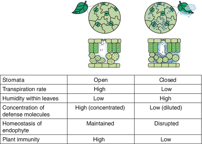The War Between Plants and Microorganisms | Springer Nature Link ...