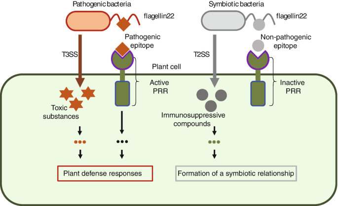 How Do Plants Distinguish Between Beneficial and Harmful Microorganisms ...