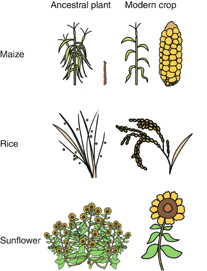 Crops: Plants Cultivated by Humans | SpringerLink