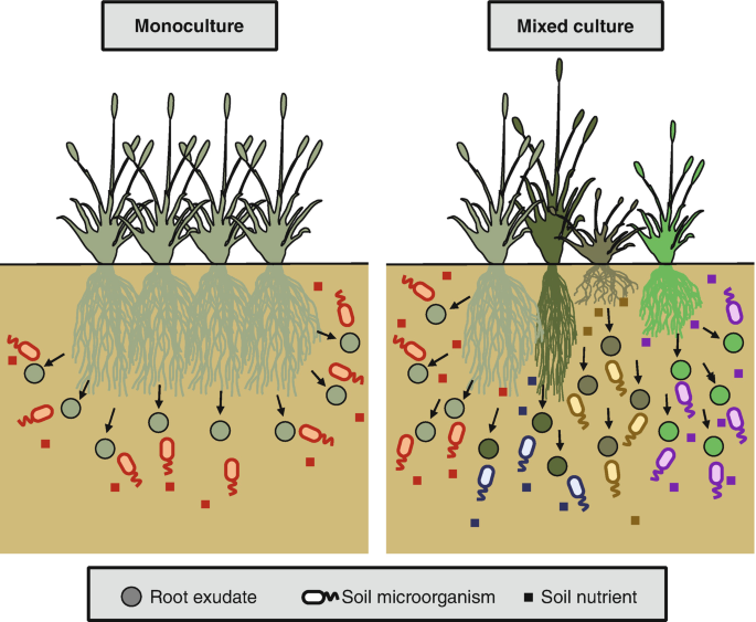 Crops: Plants Cultivated by Humans | SpringerLink