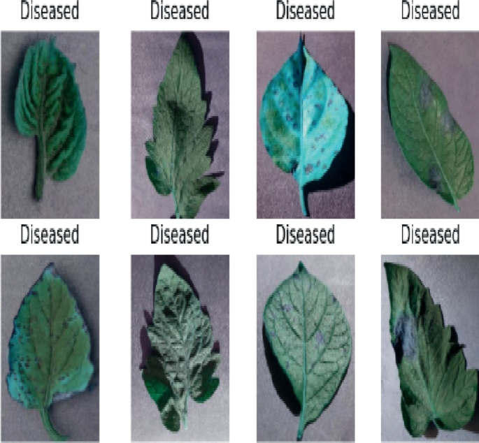Plant Leaf Disease Detection Using Machine Learning | Springer Nature Link