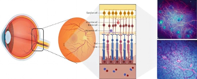 Retinal Nerve Fiber Layer | SpringerLink