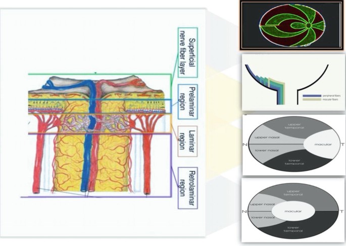 Retinal Nerve Fiber Layer | SpringerLink