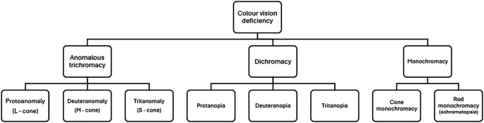 Color Vision | SpringerLink